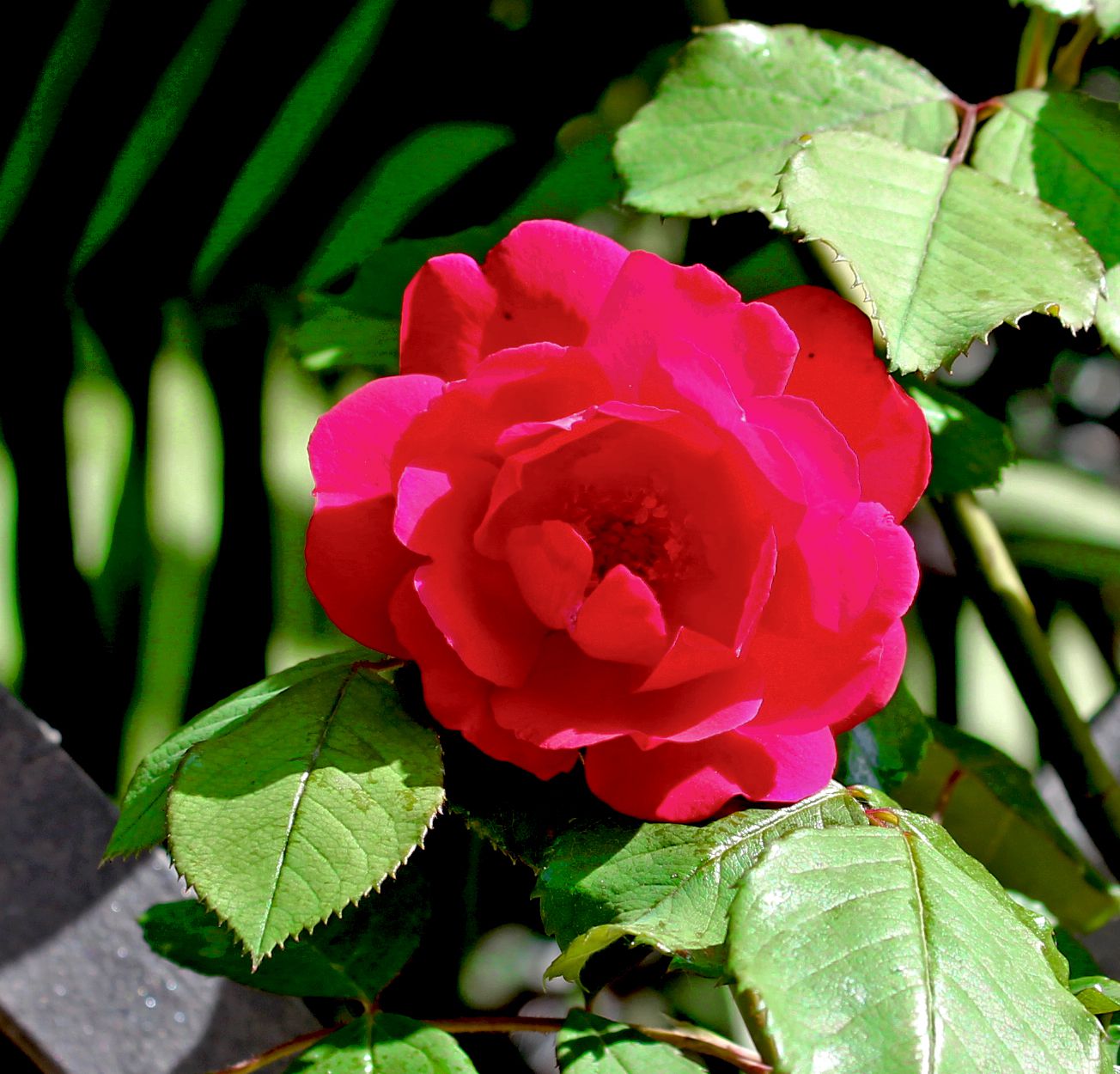 Curiosidades sobre rosas grandiflora - Rosas top